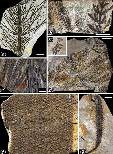 Un bosque petrificado de hace 300 millones de años - elece.net